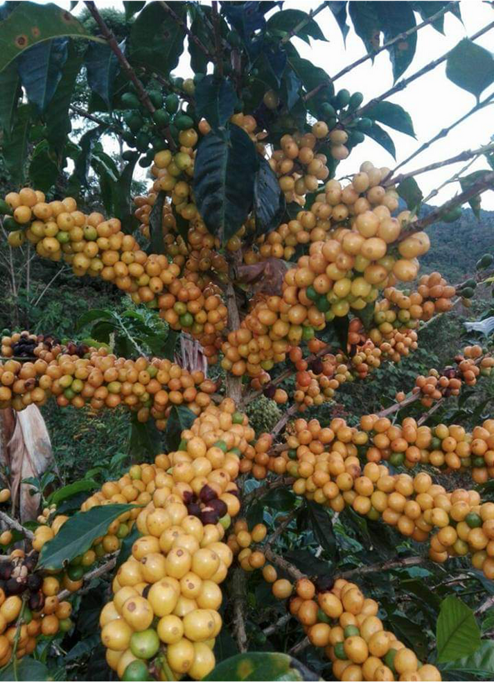 Moonlight – Boo! Modern Coffee Co.